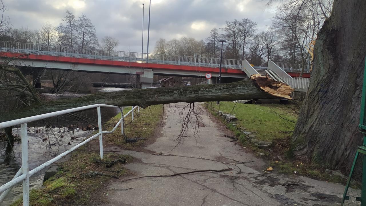 Drzewo spadające przed jadącym autem, połamane konary. Cyklon Ulf nad ...